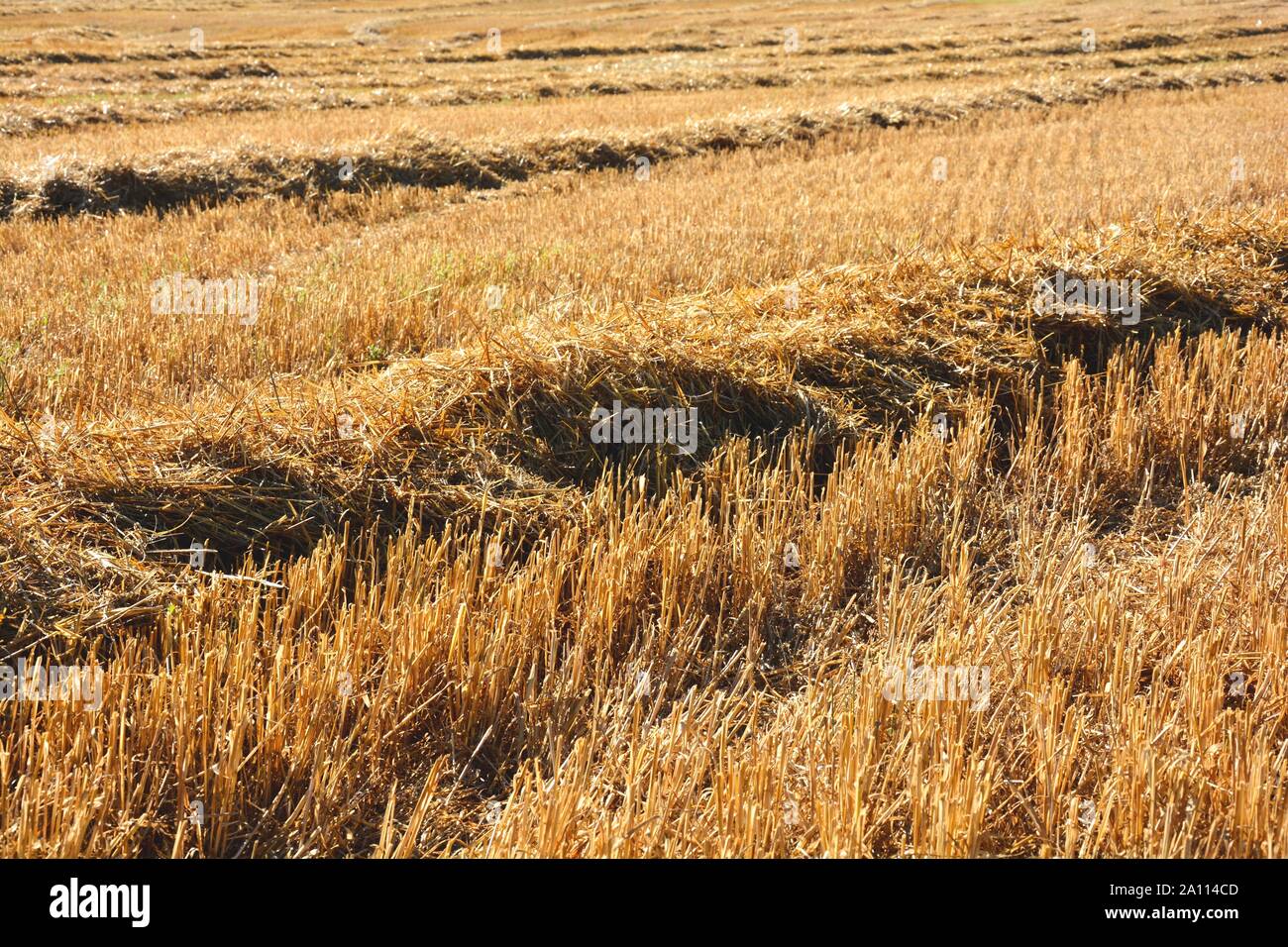 a field of straw Stock Photo - Alamy