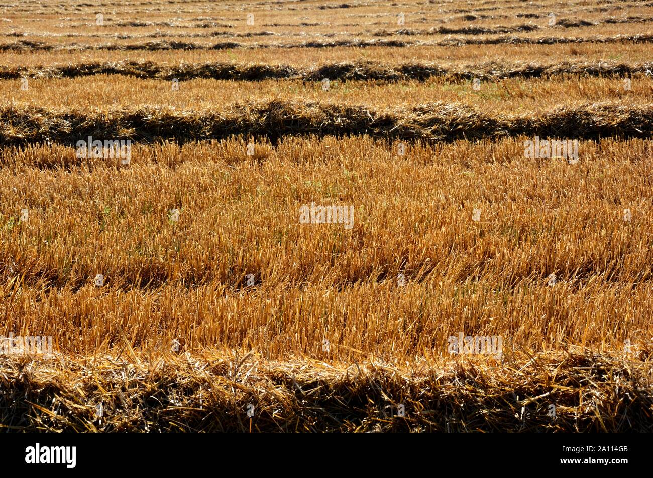 a field of straw Stock Photo - Alamy