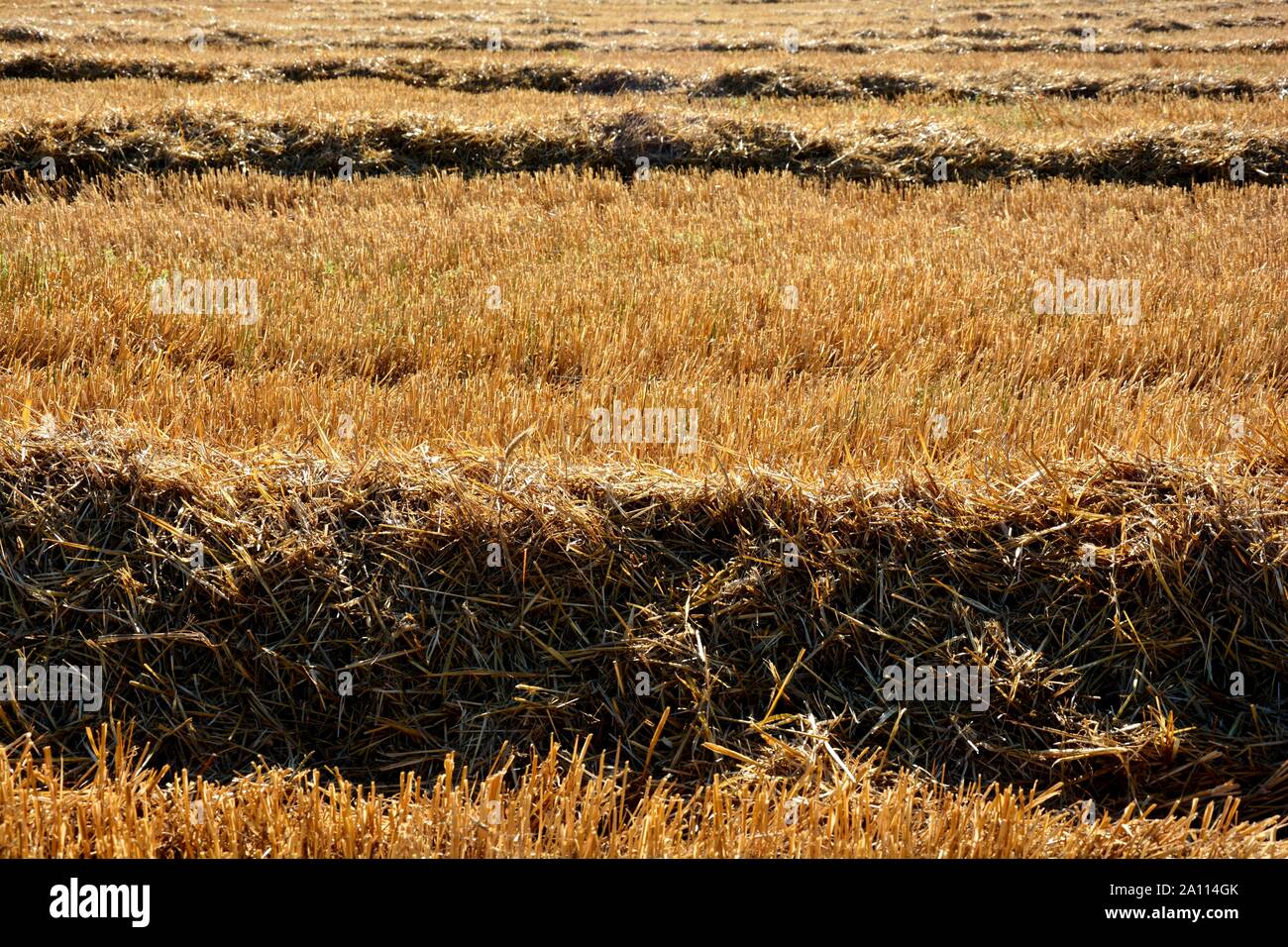 Straw plants hi-res stock photography and images - Alamy