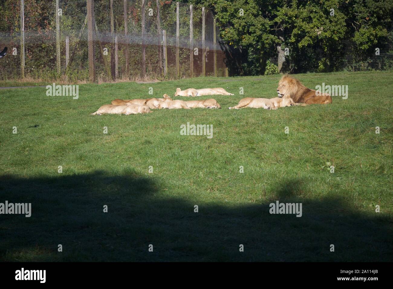 Longleat safari park hi-res stock photography and images - Alamy