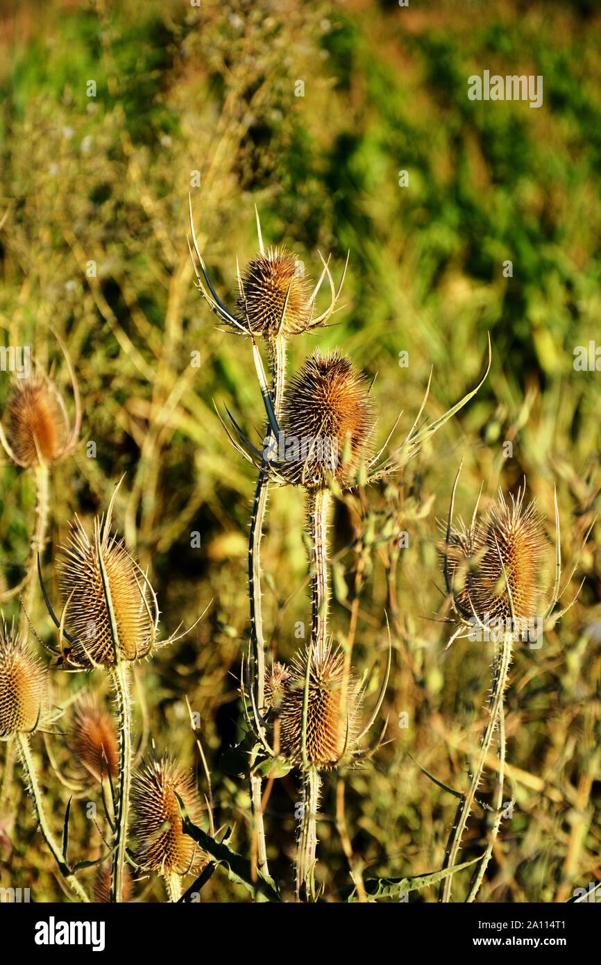 Thistles and insects hi-res stock photography and images - Alamy