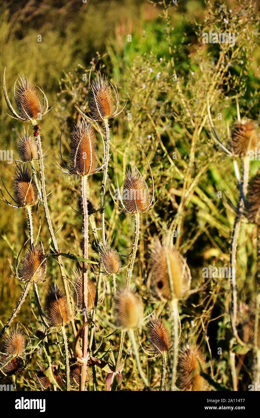 Red insects hi-res stock photography and images - Alamy