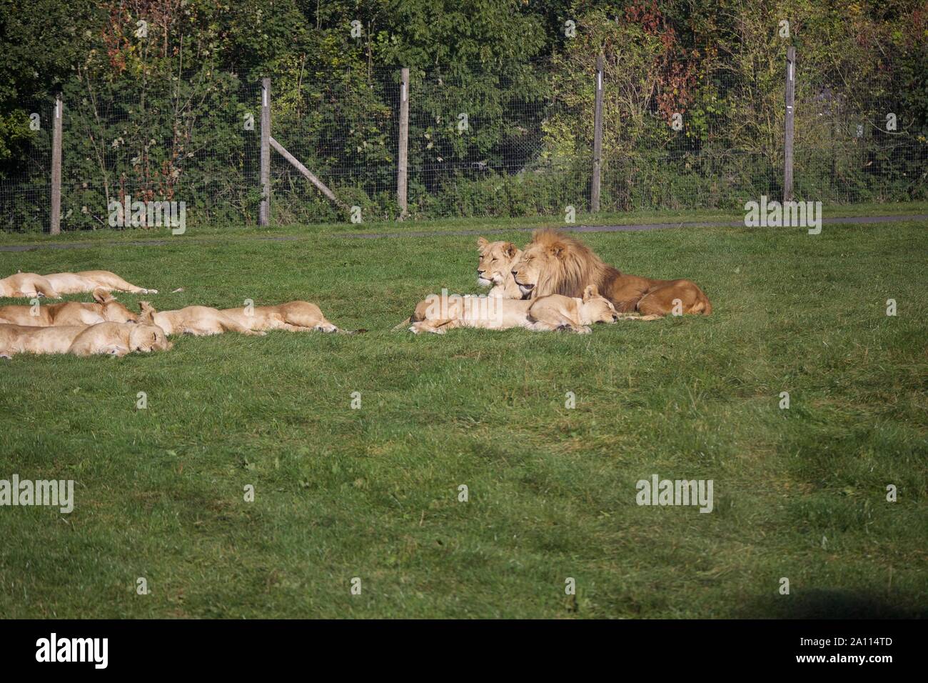 Longleat safari park hi-res stock photography and images - Alamy