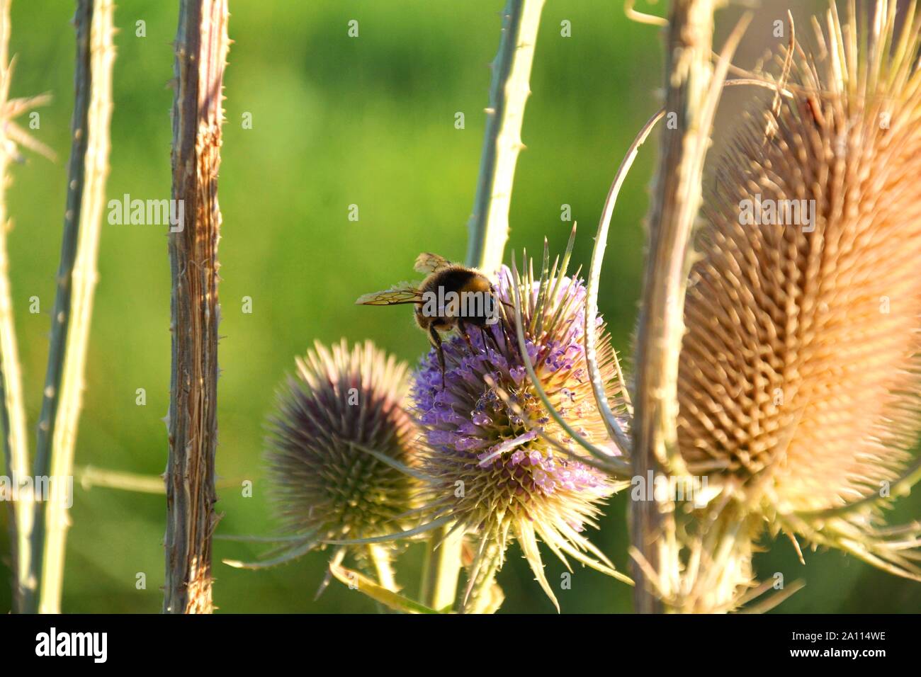 Thistles on farm hi-res stock photography and images - Alamy