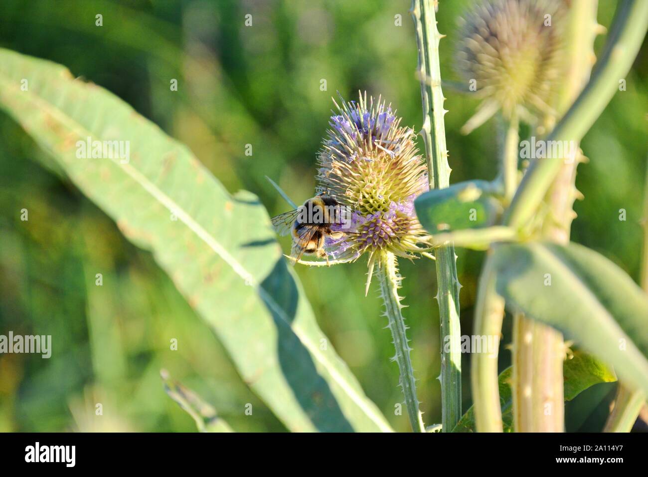 Thistles on farm hi-res stock photography and images - Alamy
