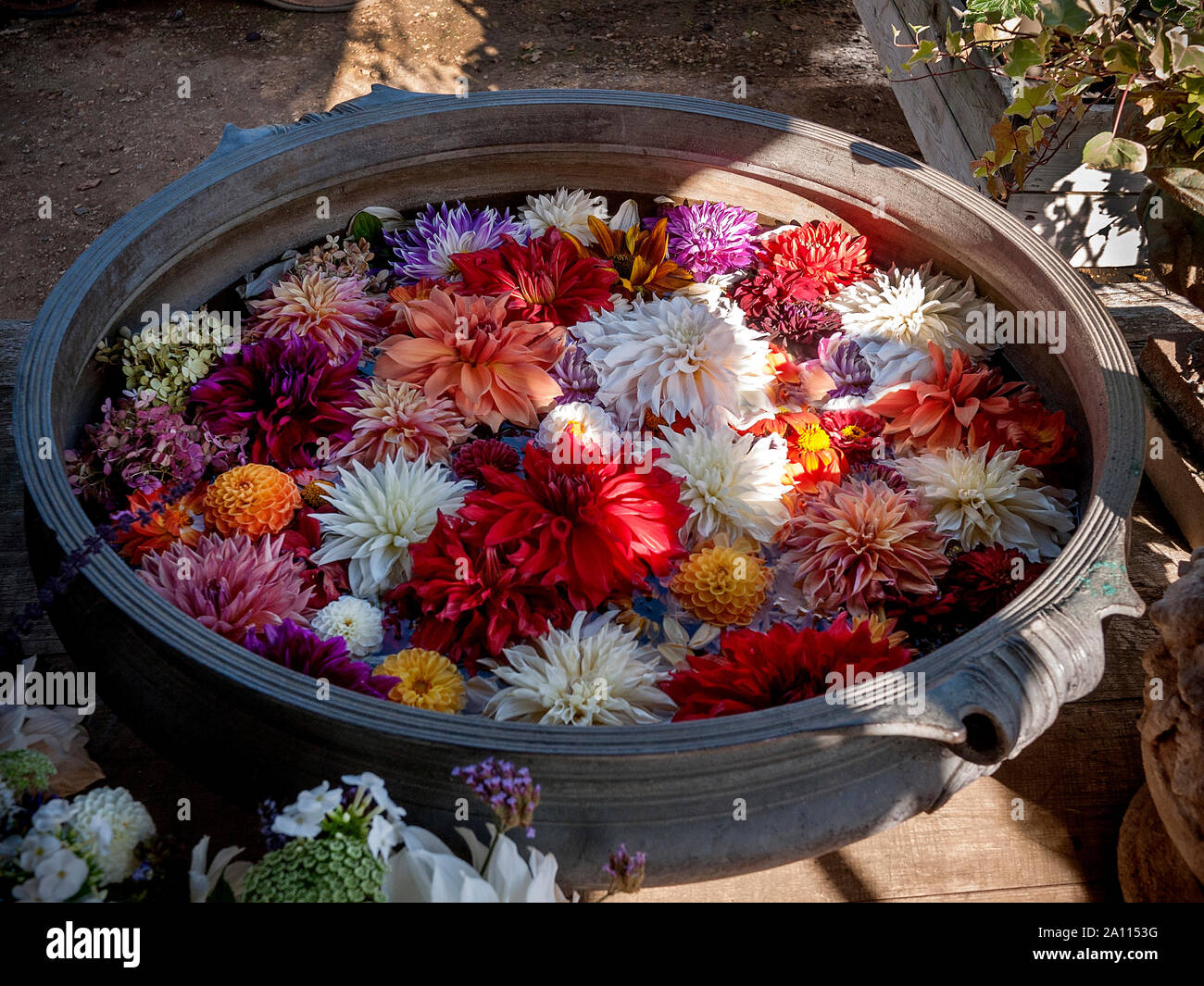Large metal urn with a selection of Dahlia's floating in water Stock ...
