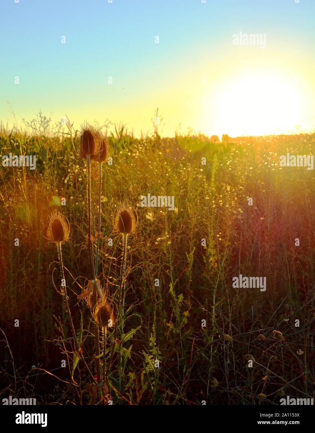 Thistle field in the sunset hi-res stock photography and images - Alamy