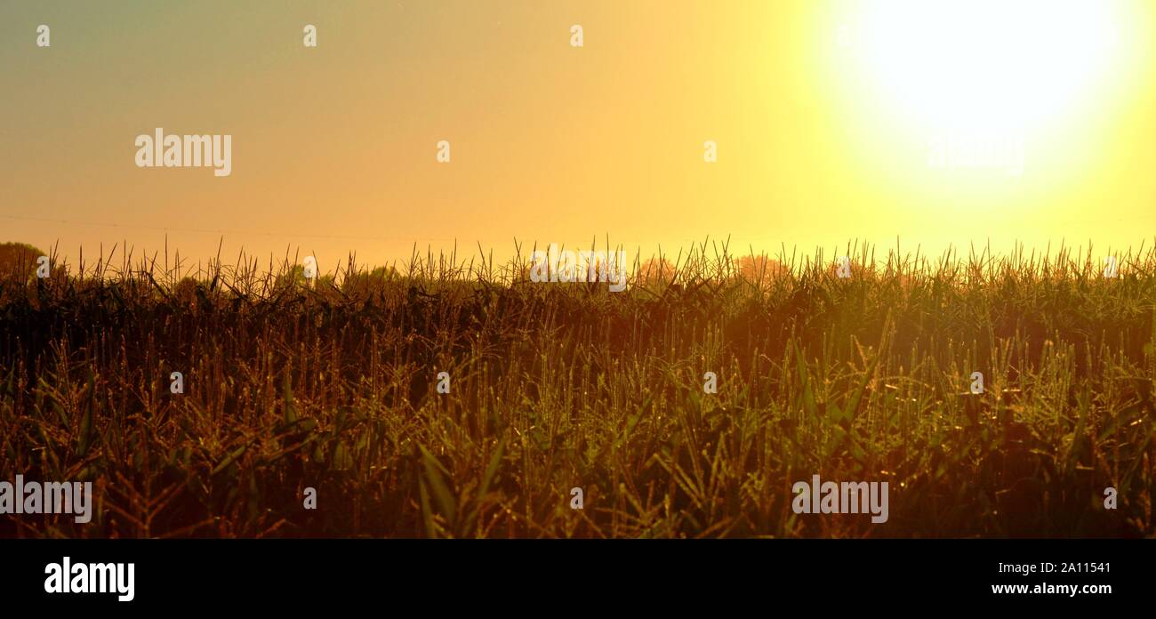 a cornfield and a beautiful sunset Stock Photo - Alamy