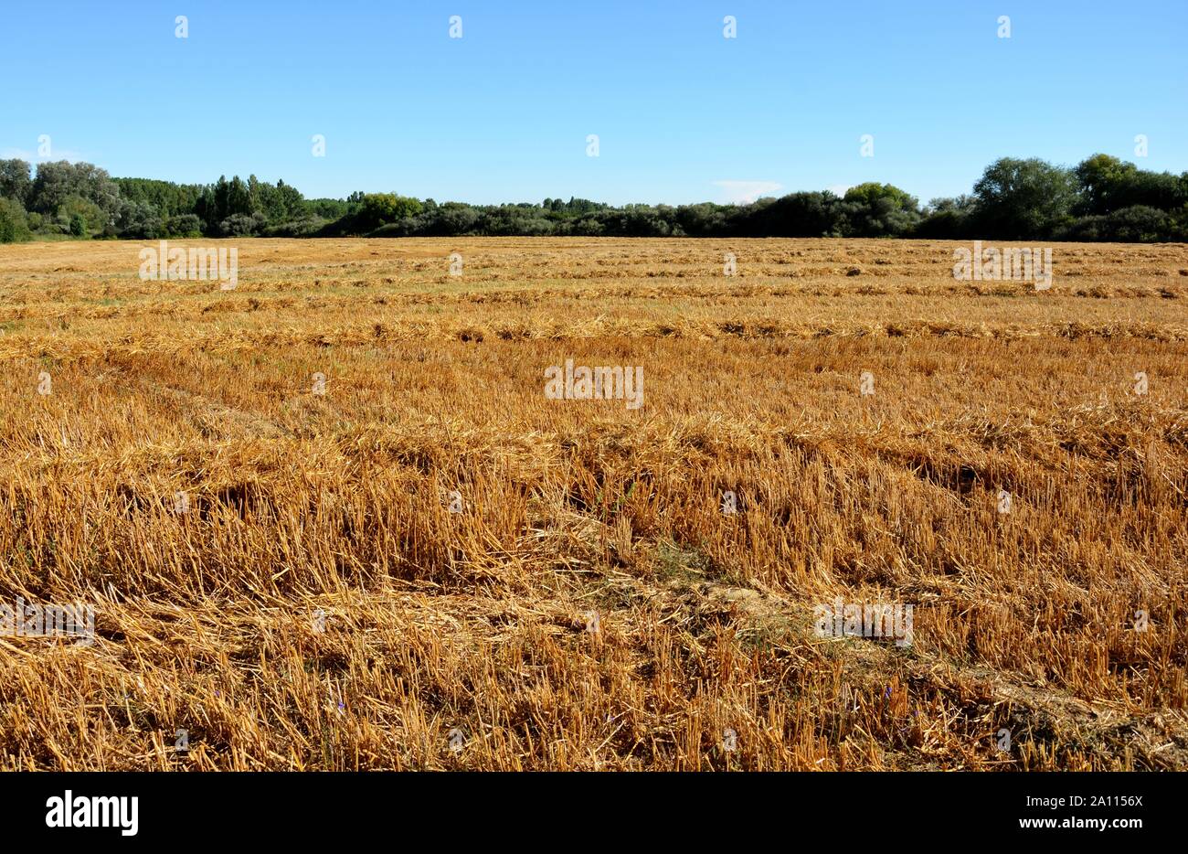 a field of straw Stock Photo - Alamy