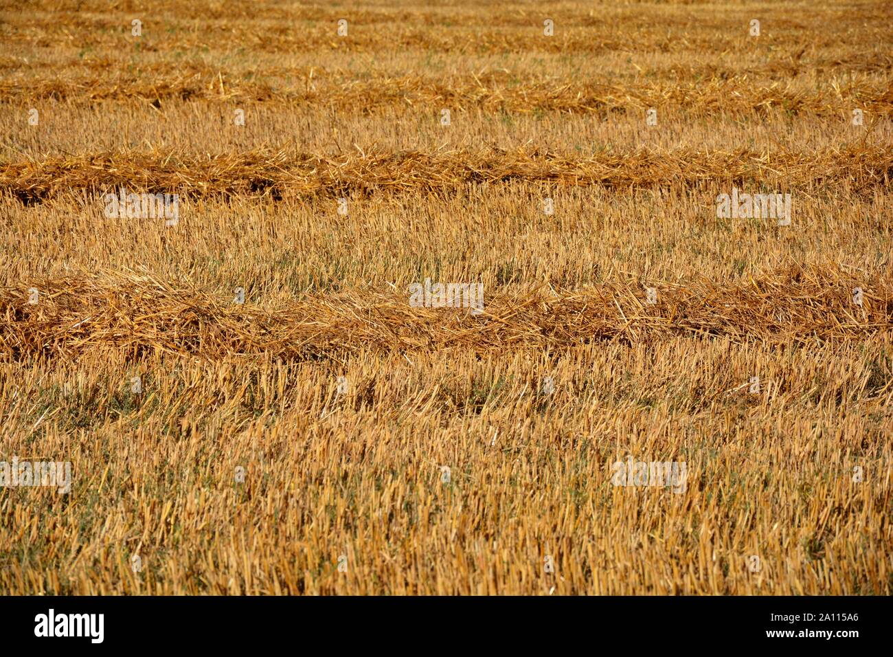 a field of straw Stock Photo - Alamy