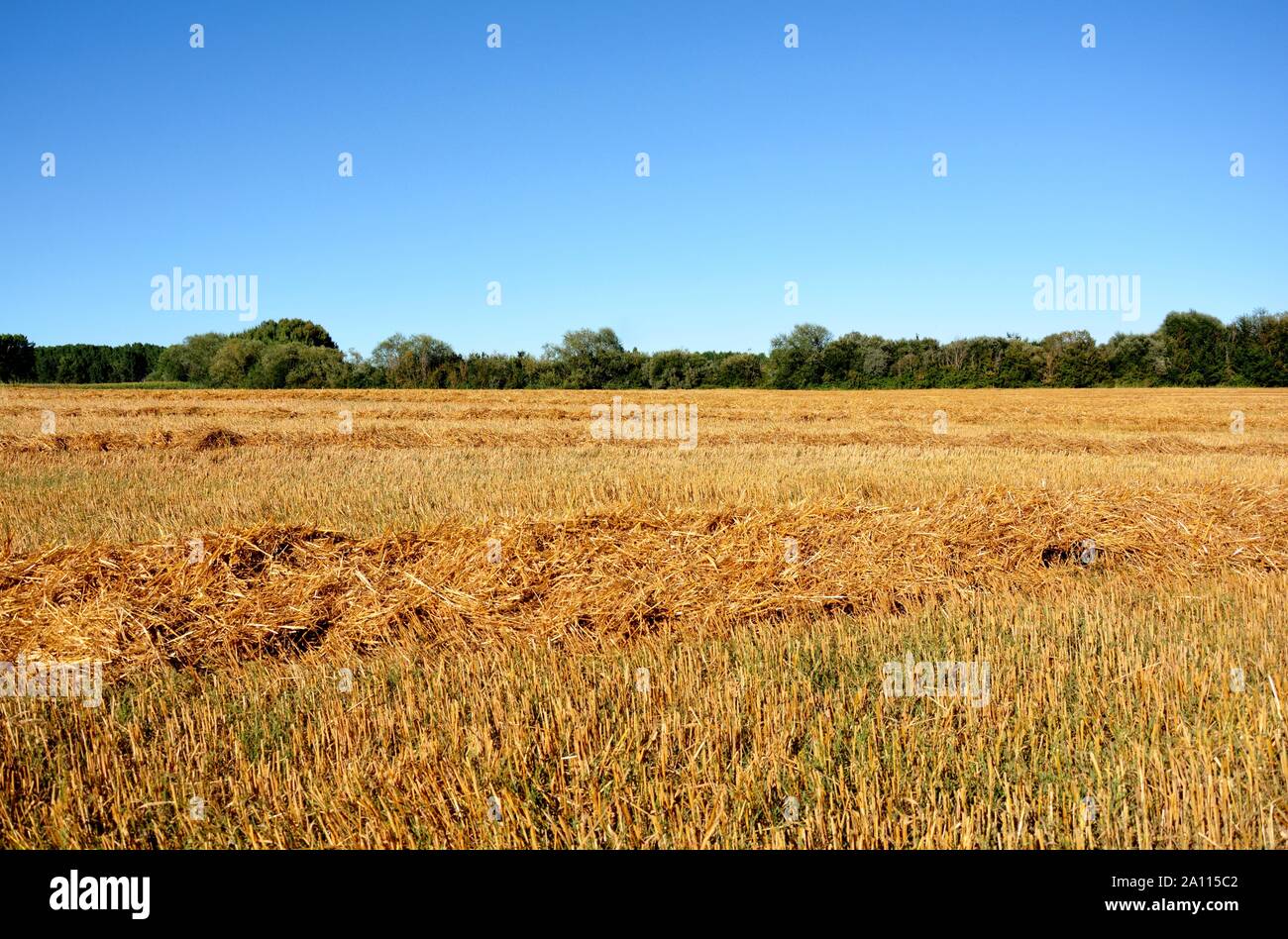a field of straw Stock Photo - Alamy