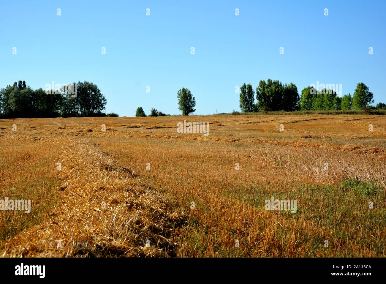a field of straw Stock Photo - Alamy