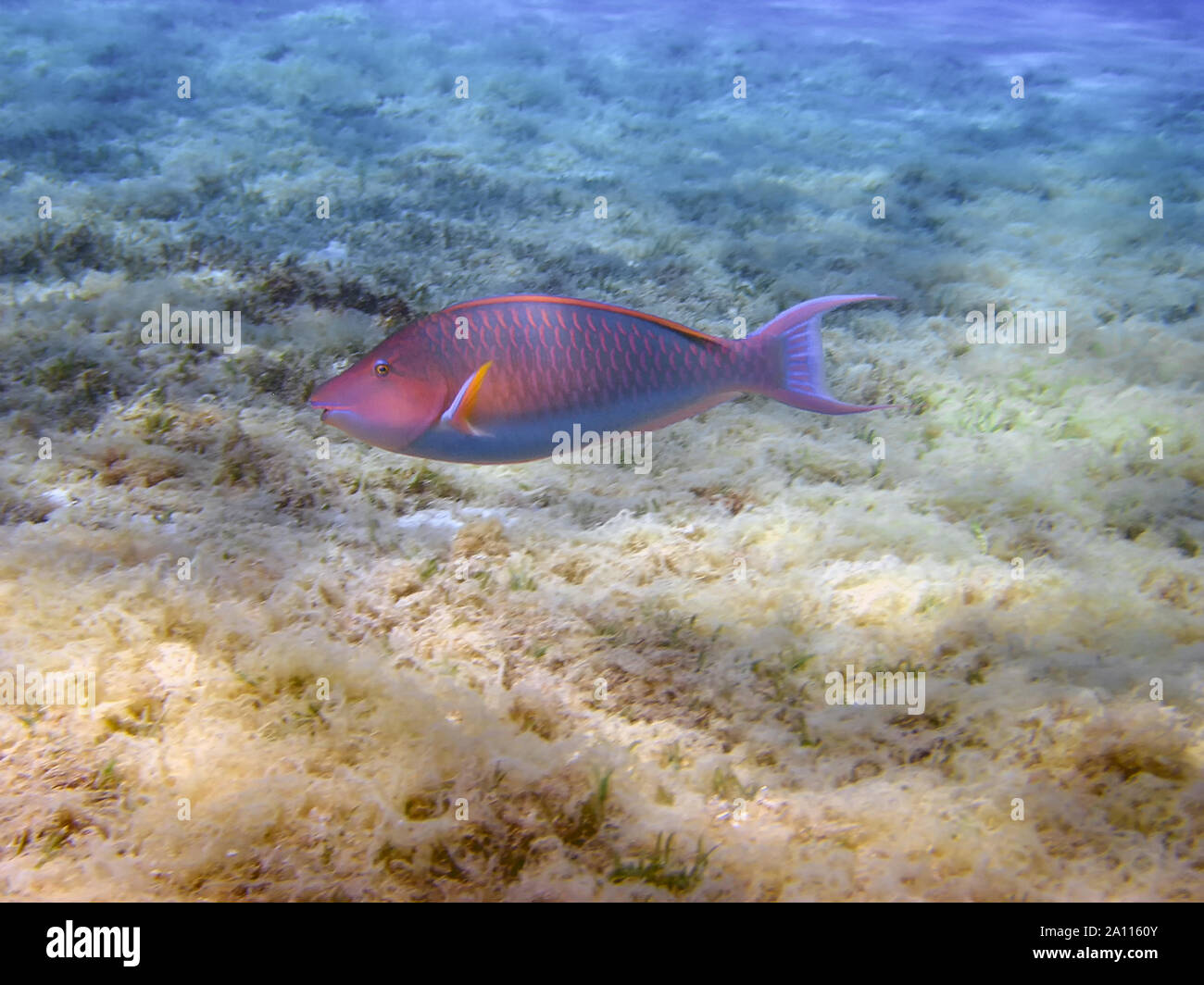 Longnose Parrotfish Hipposcarus Harid High Resolution Stock Photography ...