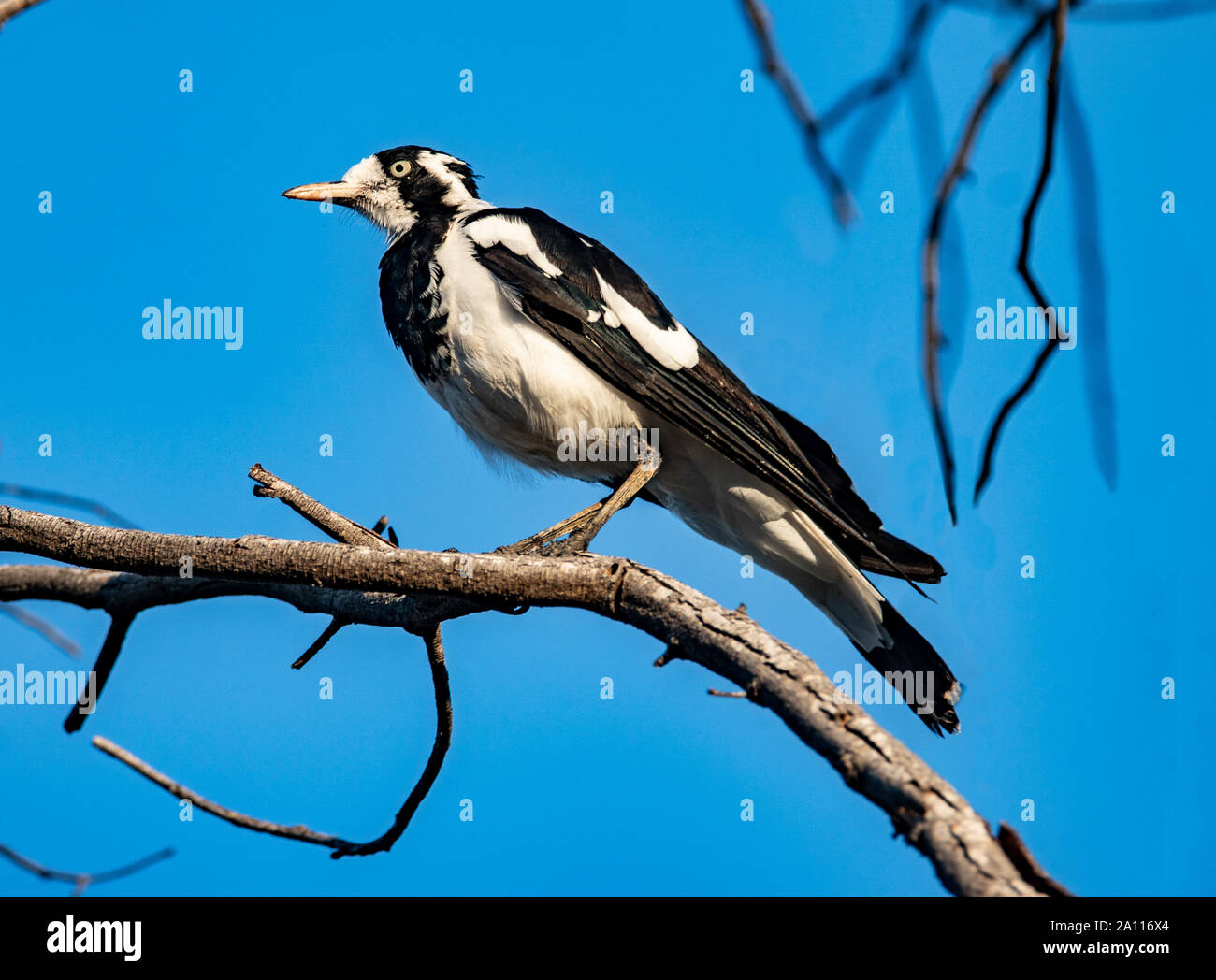 Australian female tree hi-res stock photography and images - Alamy