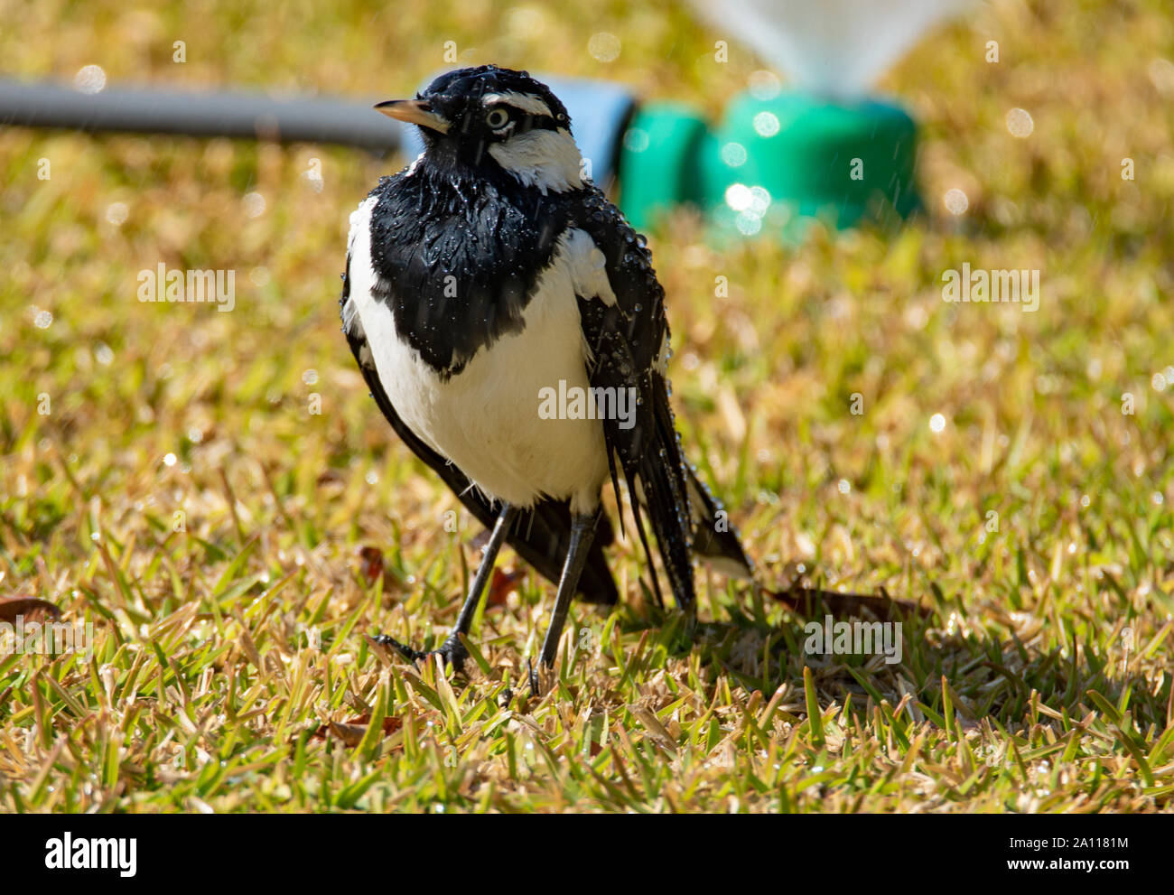 Australian magpie garden hi-res stock photography and images - Alamy