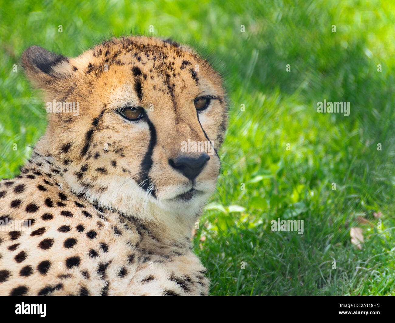 Cheetah headshot hi-res stock photography and images - Alamy