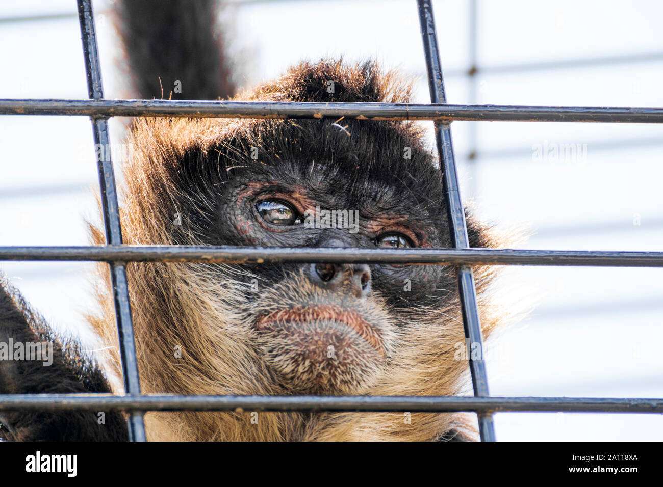 Geoffroy's Spider Monkey -also known as the black handed spider monkey ...