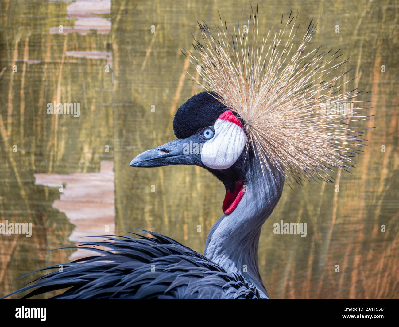 A Head Shot of a Crowned Crane Stock Photo - Alamy
