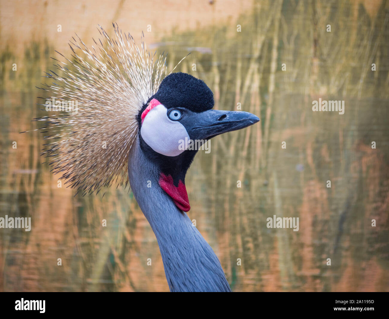A Closeup portrait of a Crowned Crane Stock Photo - Alamy