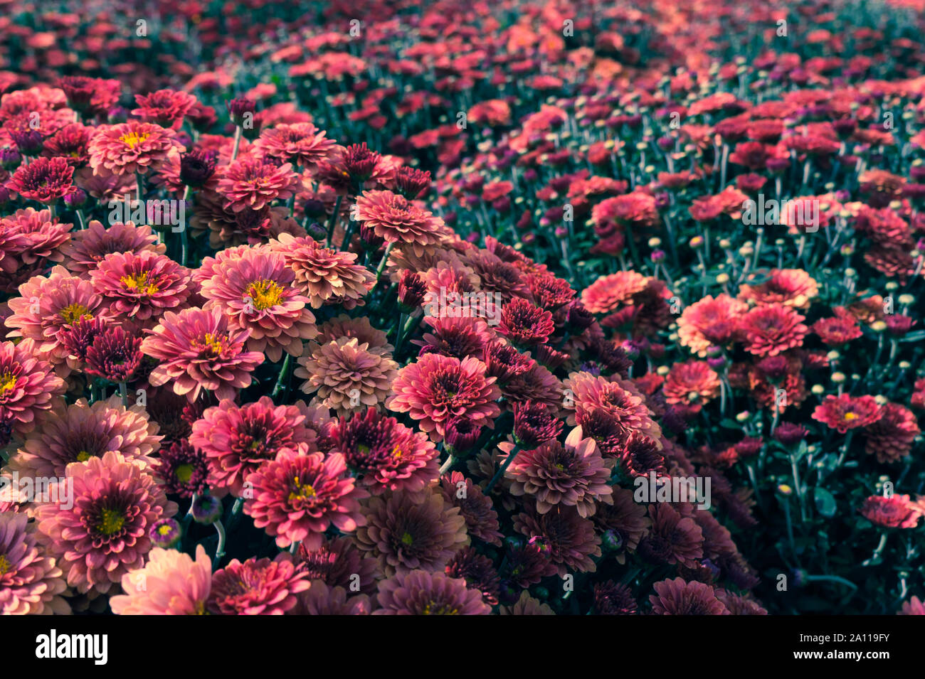 Spherical chrysant hi-res stock photography and images - Alamy