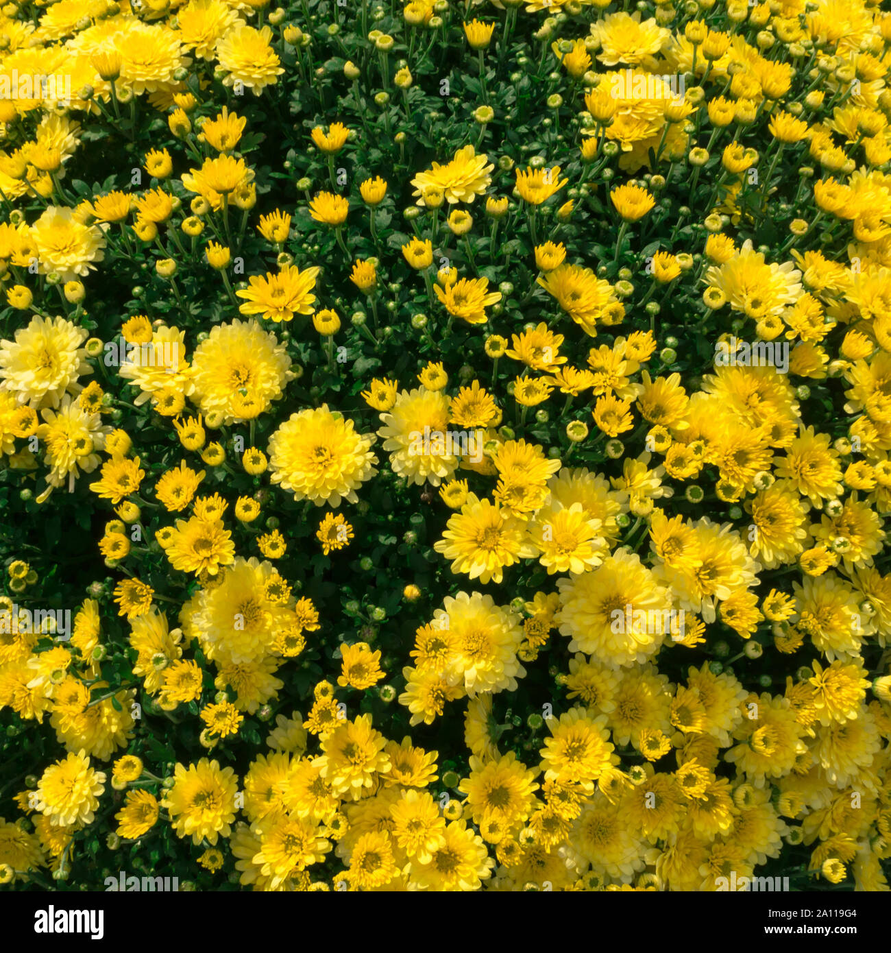 Spray bloom form hi-res stock photography and images - Alamy