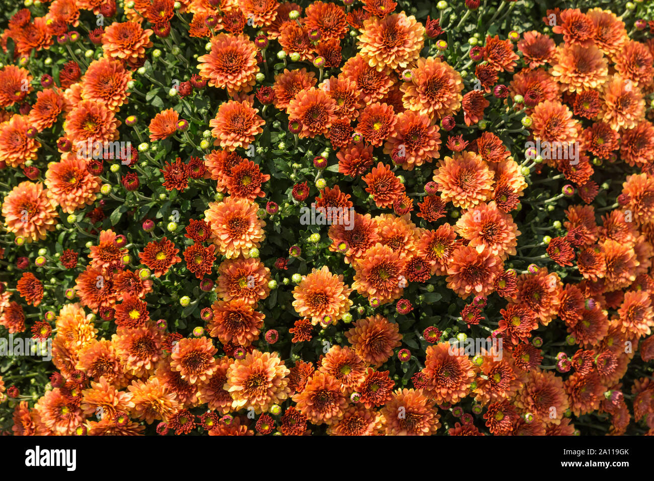 Spray bloom form hi-res stock photography and images - Alamy