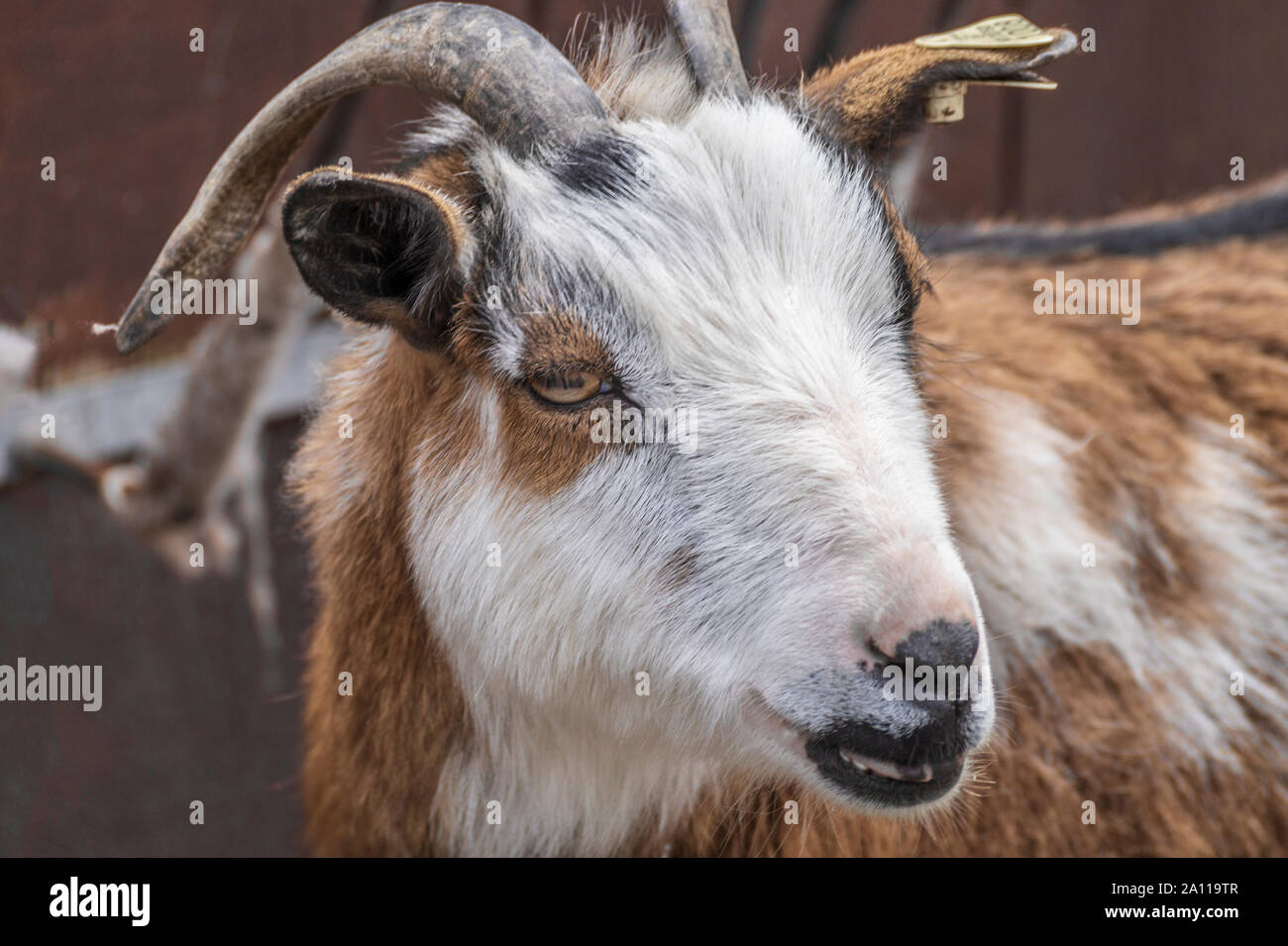 A Closeup Head Shot of a Goat in Sanctuary Stock Photo - Alamy