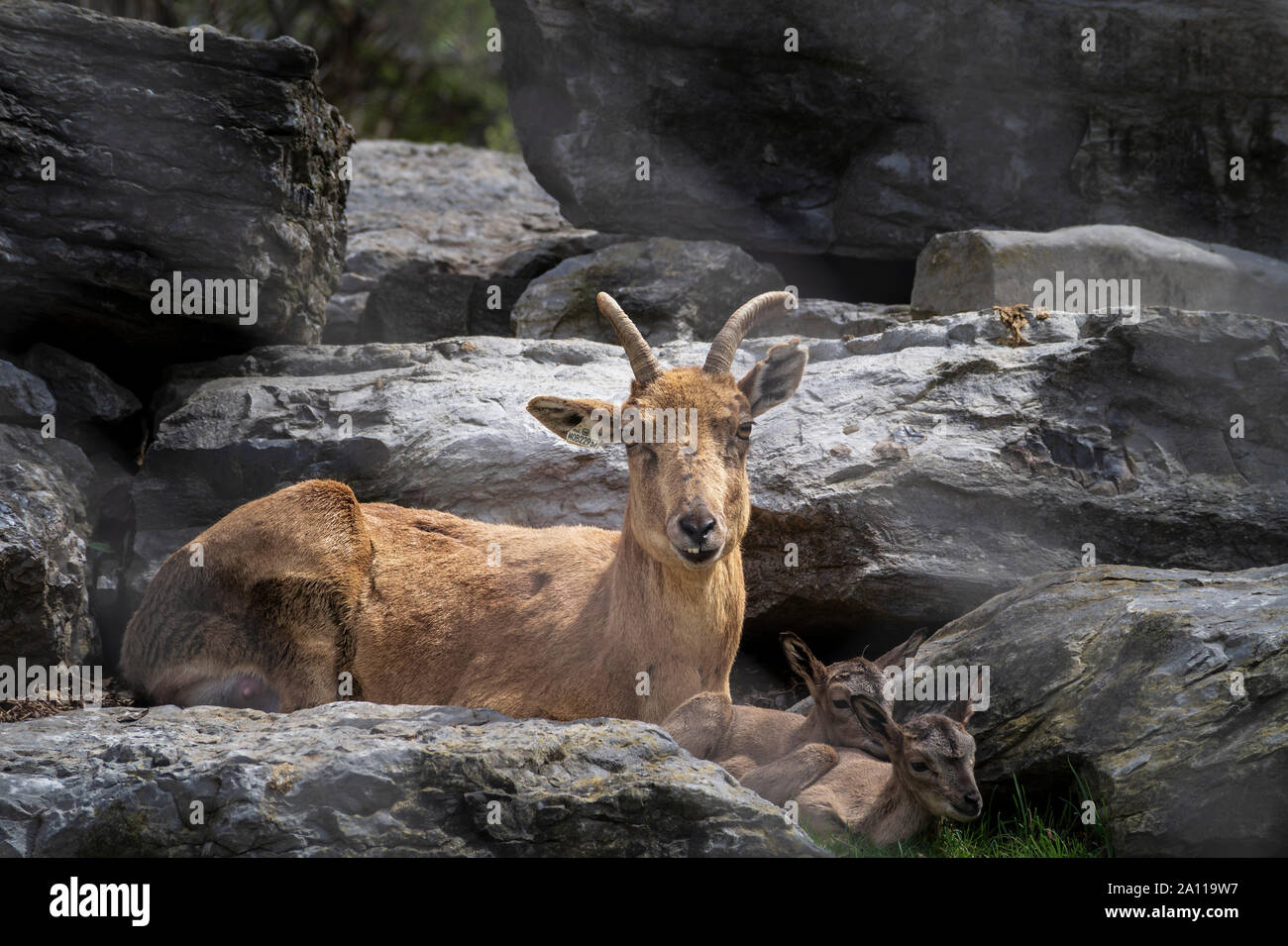 Horned Mountain Goat in Sanctuary Stock Photo - Alamy