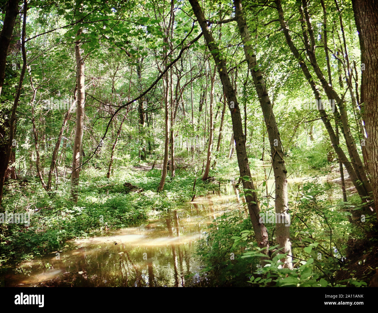 Lush and dense summer vegetation framing the waters of a small canal at ...
