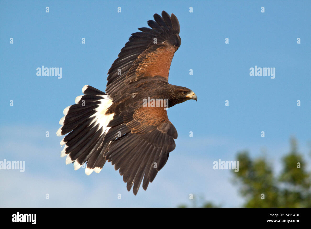 Harris Hawk in flight Stock Photo - Alamy
