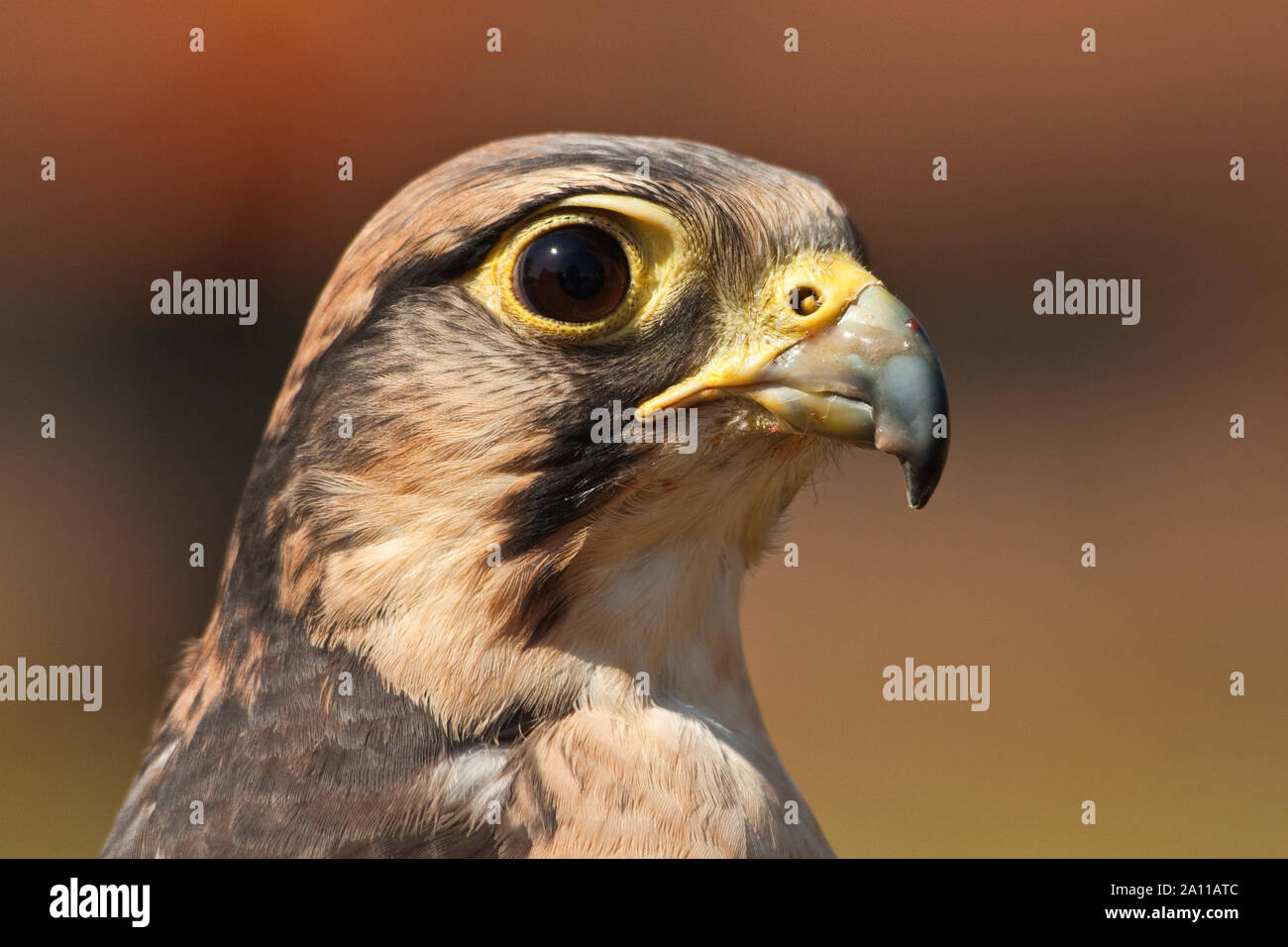 Portrait of a Lanner Falcon Stock Photo - Alamy
