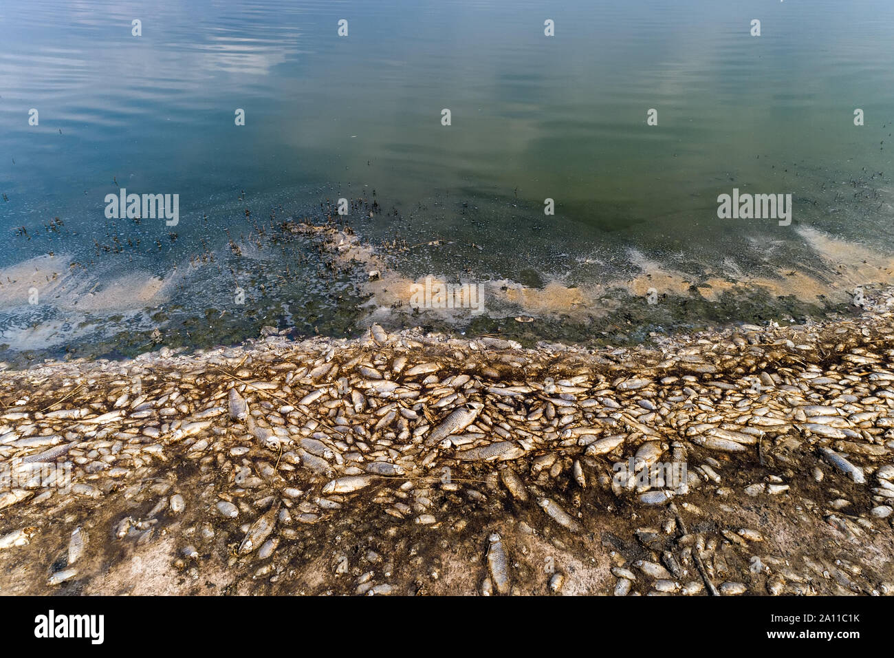 Dead Fish Due To Water Pollution High Resolution Stock Photography and ...
