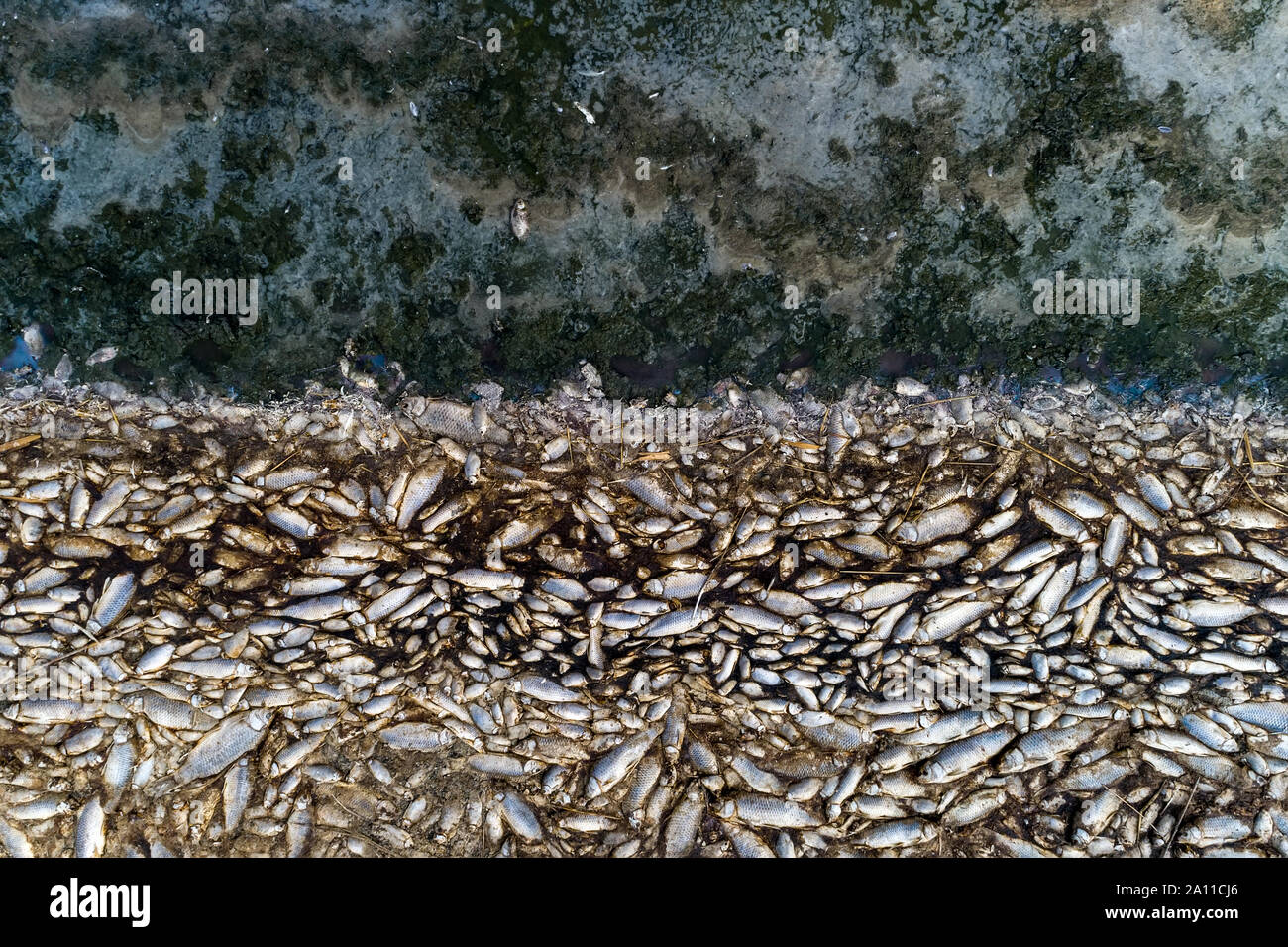 Thousands of dead fish around Lake Koroneia in northern Greece. the ...