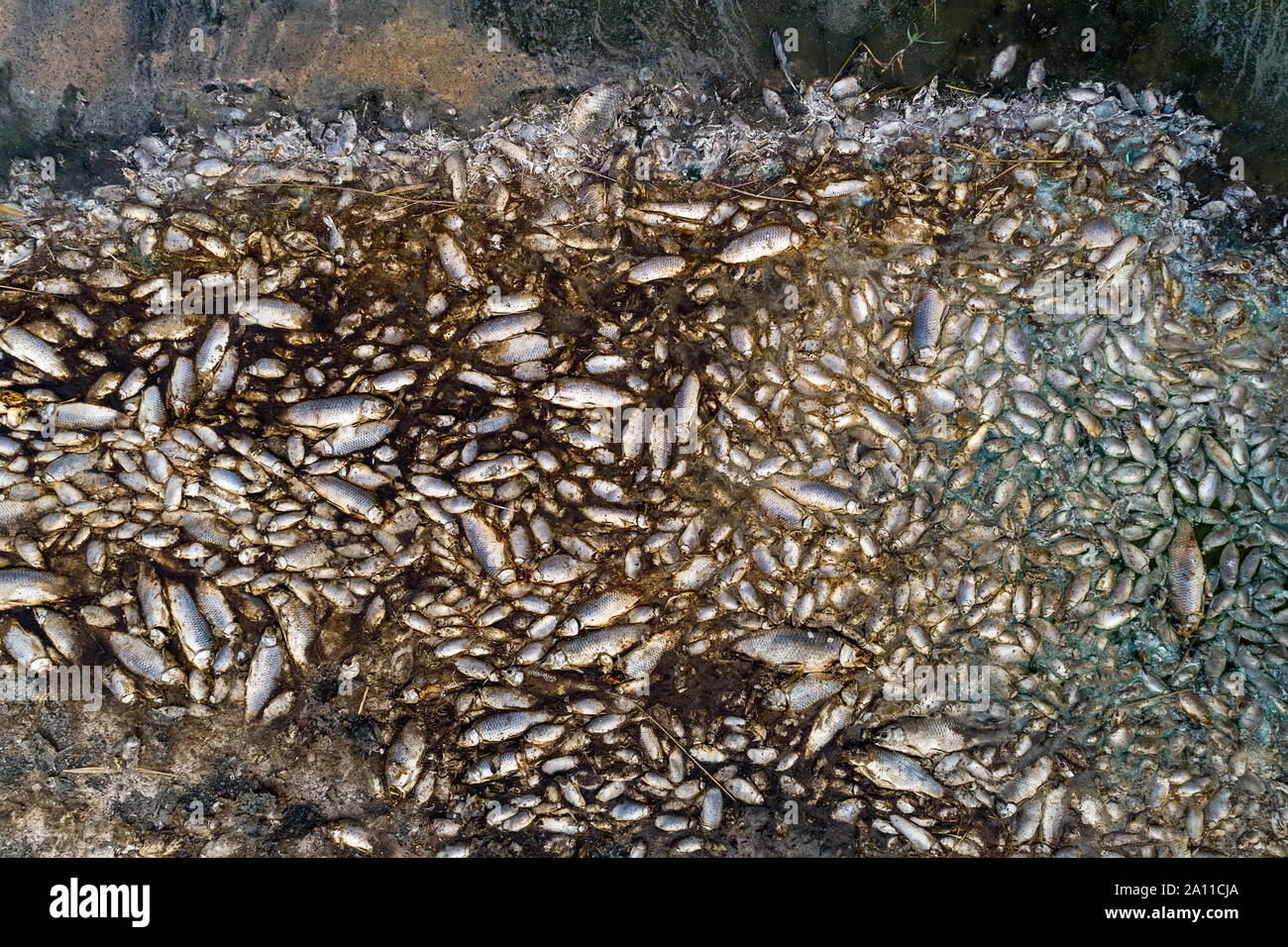 Dead Fish Due To Water Pollution High Resolution Stock Photography and ...