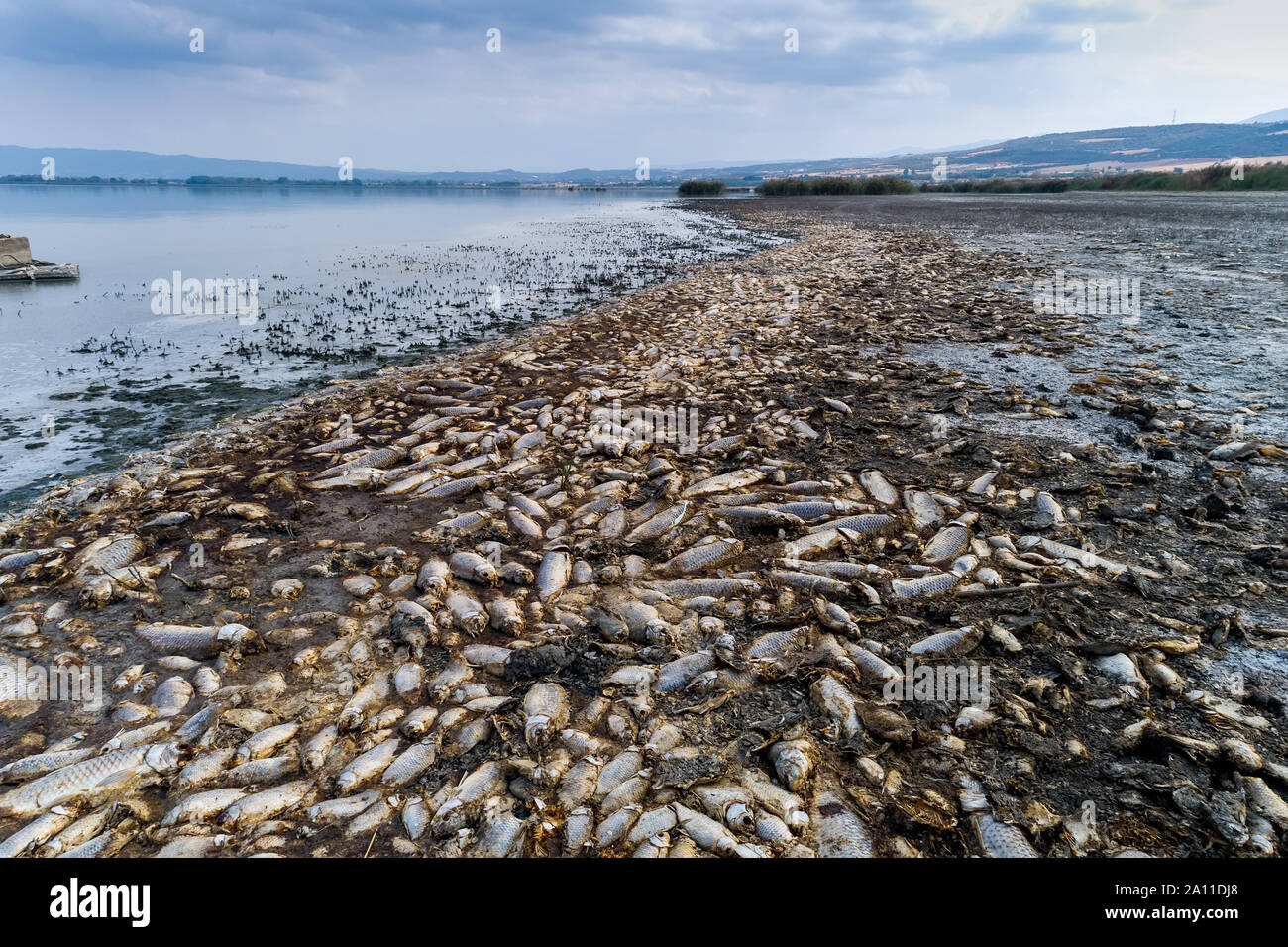 Dead fish due to water pollution hi-res stock photography and images ...