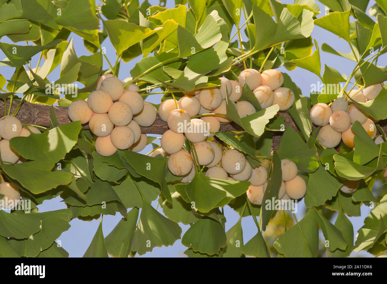 Ginkgo biloba, commonly known as ginkgo or gingko, also known as the ...