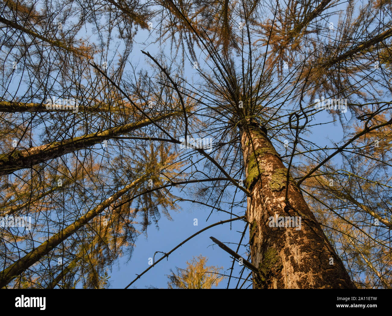 Dead forest germany 2019 hi-res stock photography and images - Alamy