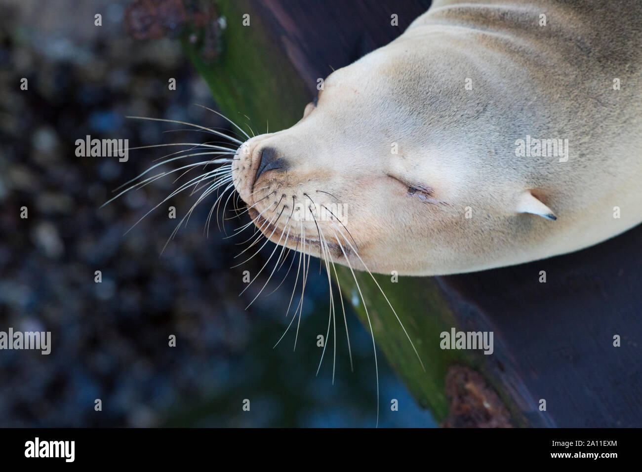 A happy Sea Lion resting on a beam of the Santa Cruz Pier Stock Photo ...