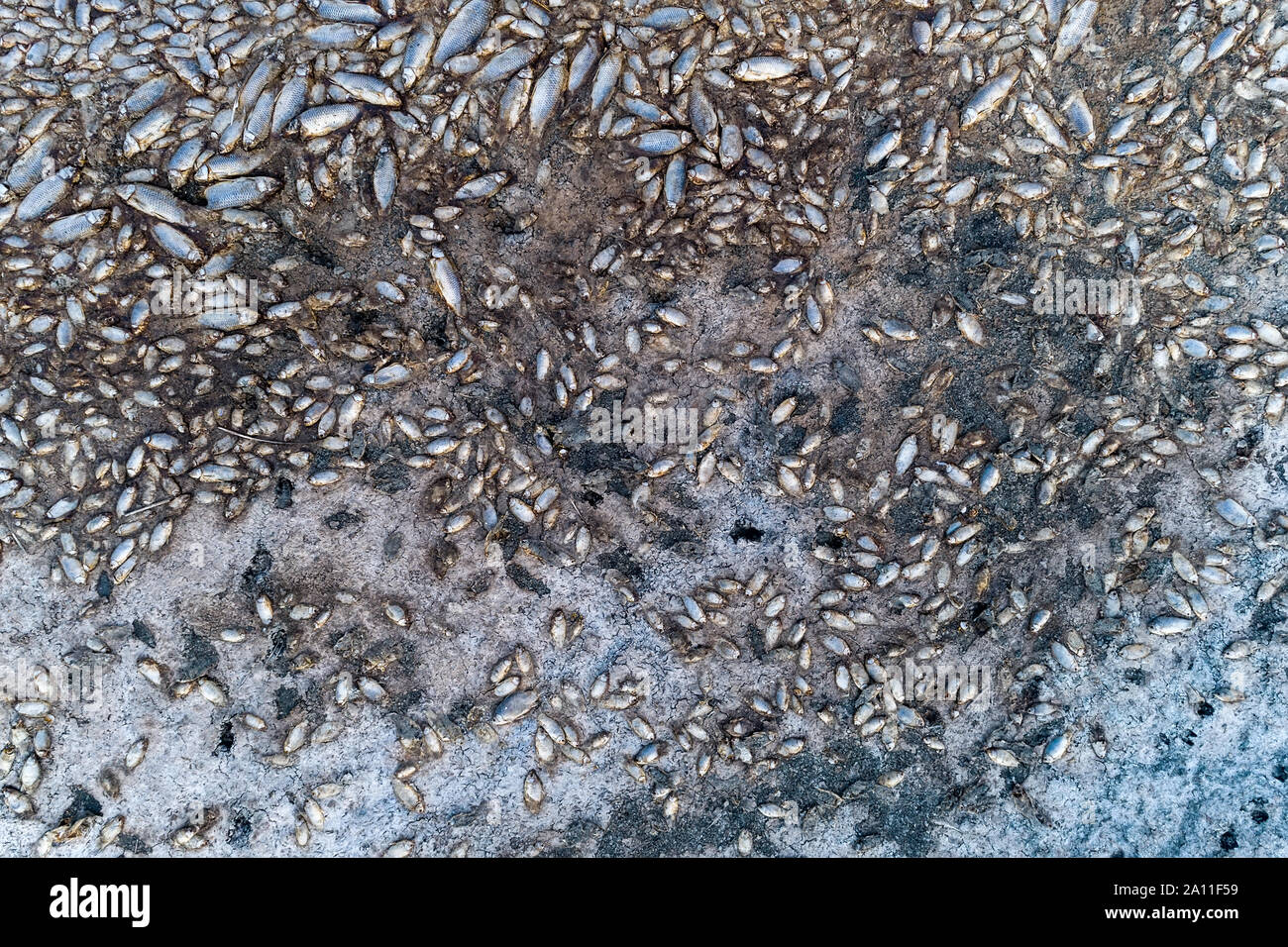 Thousands of dead fish around Lake Koroneia in northern Greece. the ...