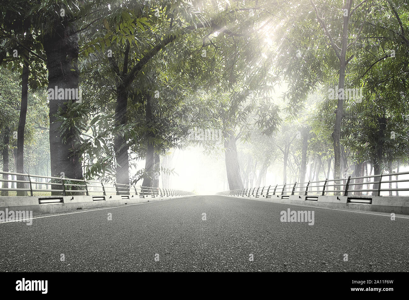 Asphalt road on the green forest with sunlight background Stock Photo ...
