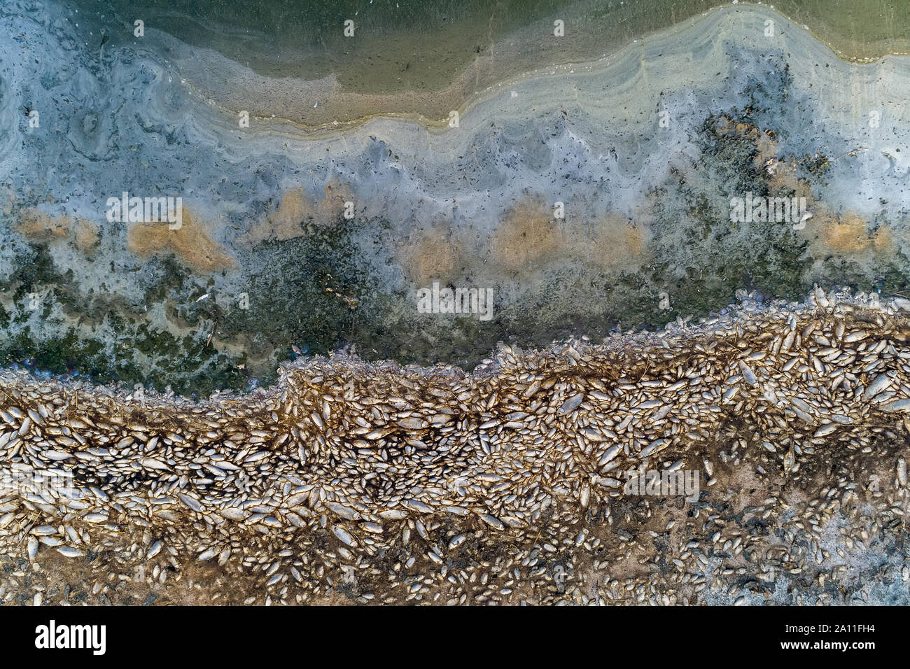 Dead fish due to water pollution hi-res stock photography and images ...