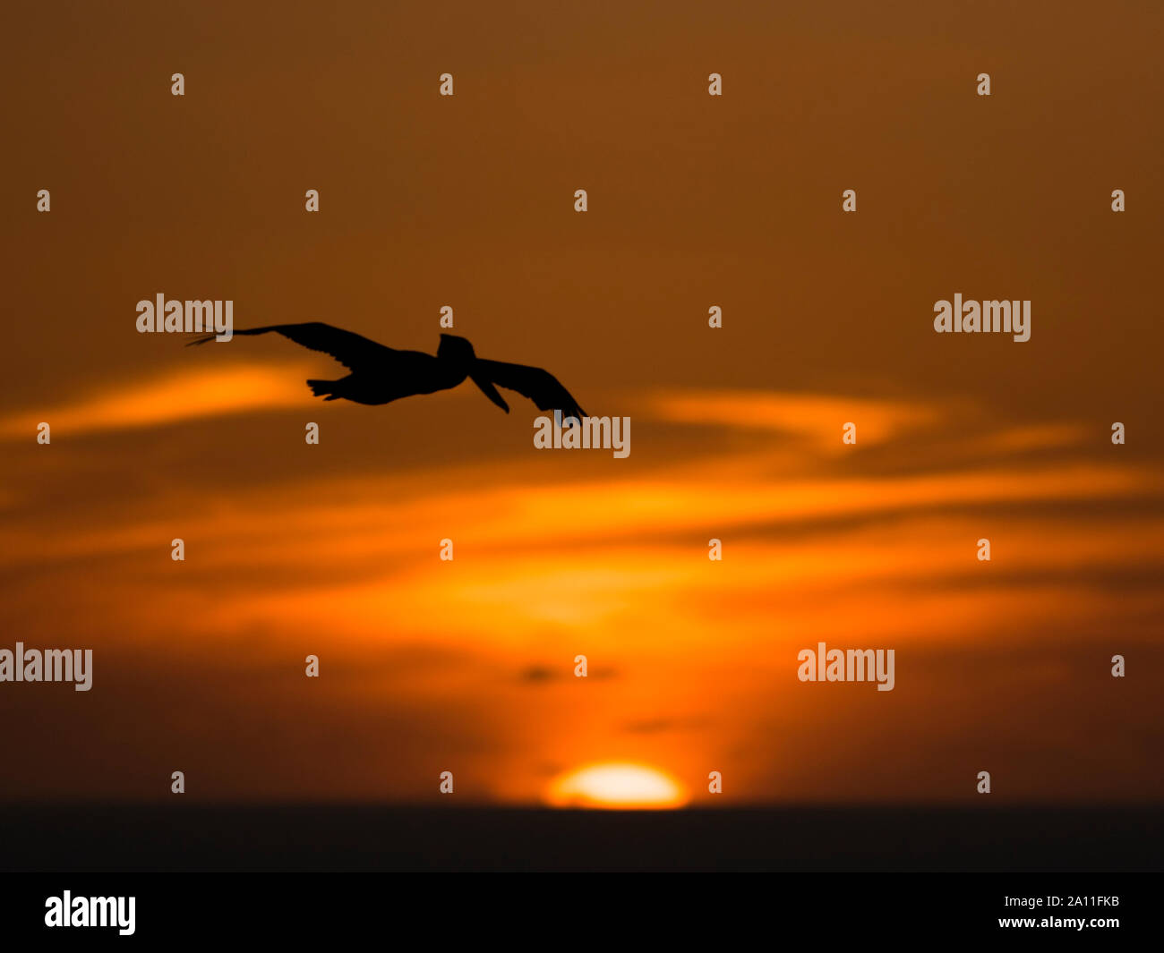 Pelican Hovering over the sun Stock Photo - Alamy