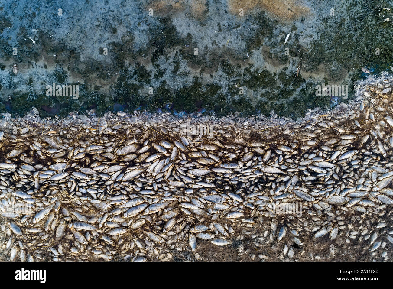 Dead fish due to water pollution hi-res stock photography and images ...