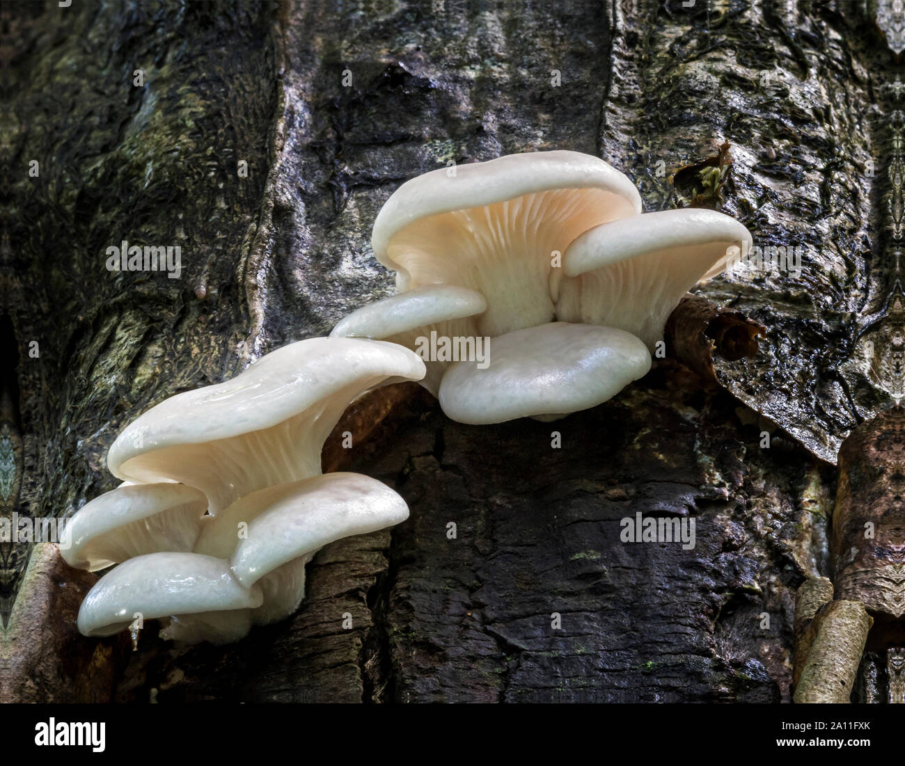 Pleurotus hi-res stock photography and images - Alamy