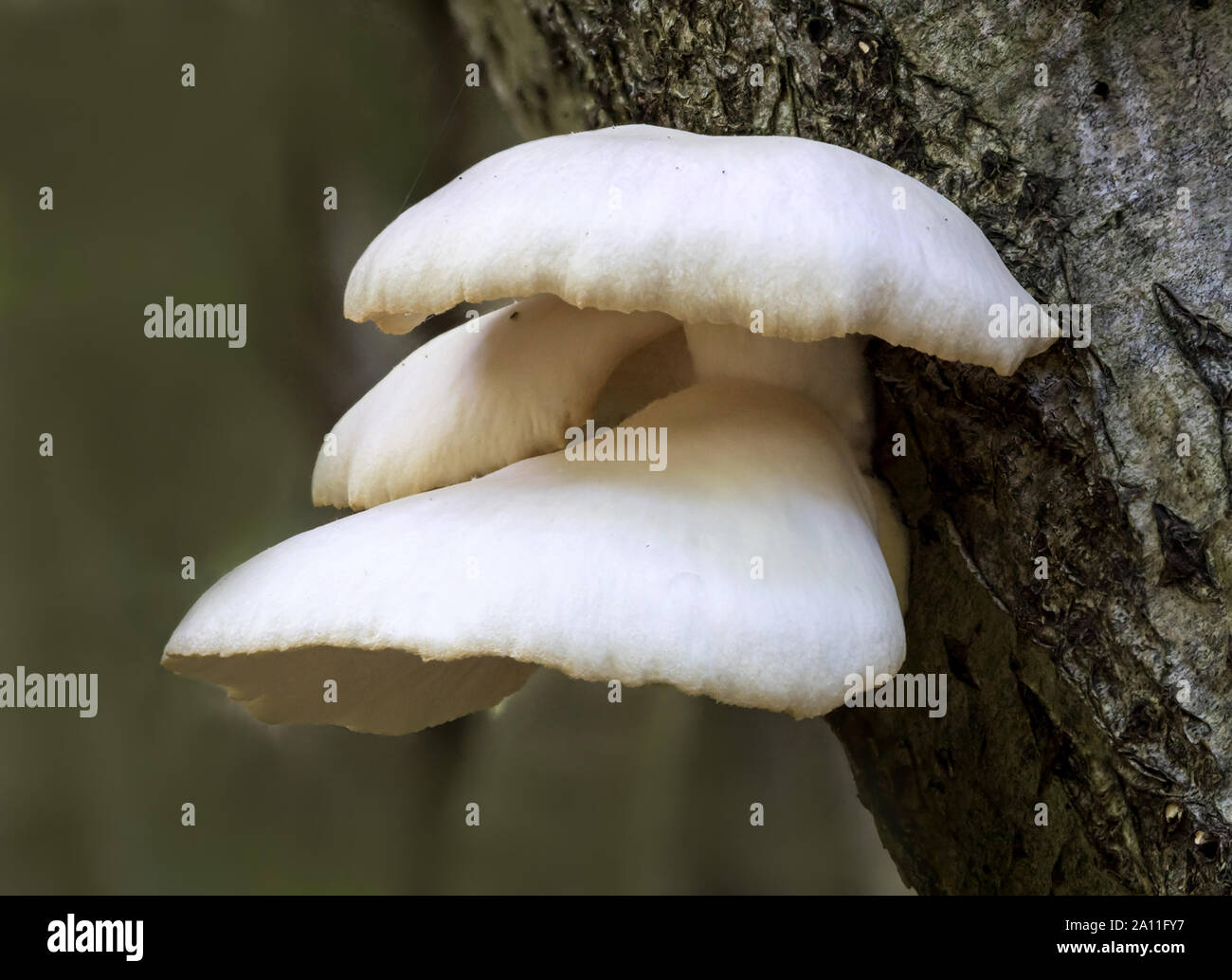 Pleurotus hi-res stock photography and images - Alamy