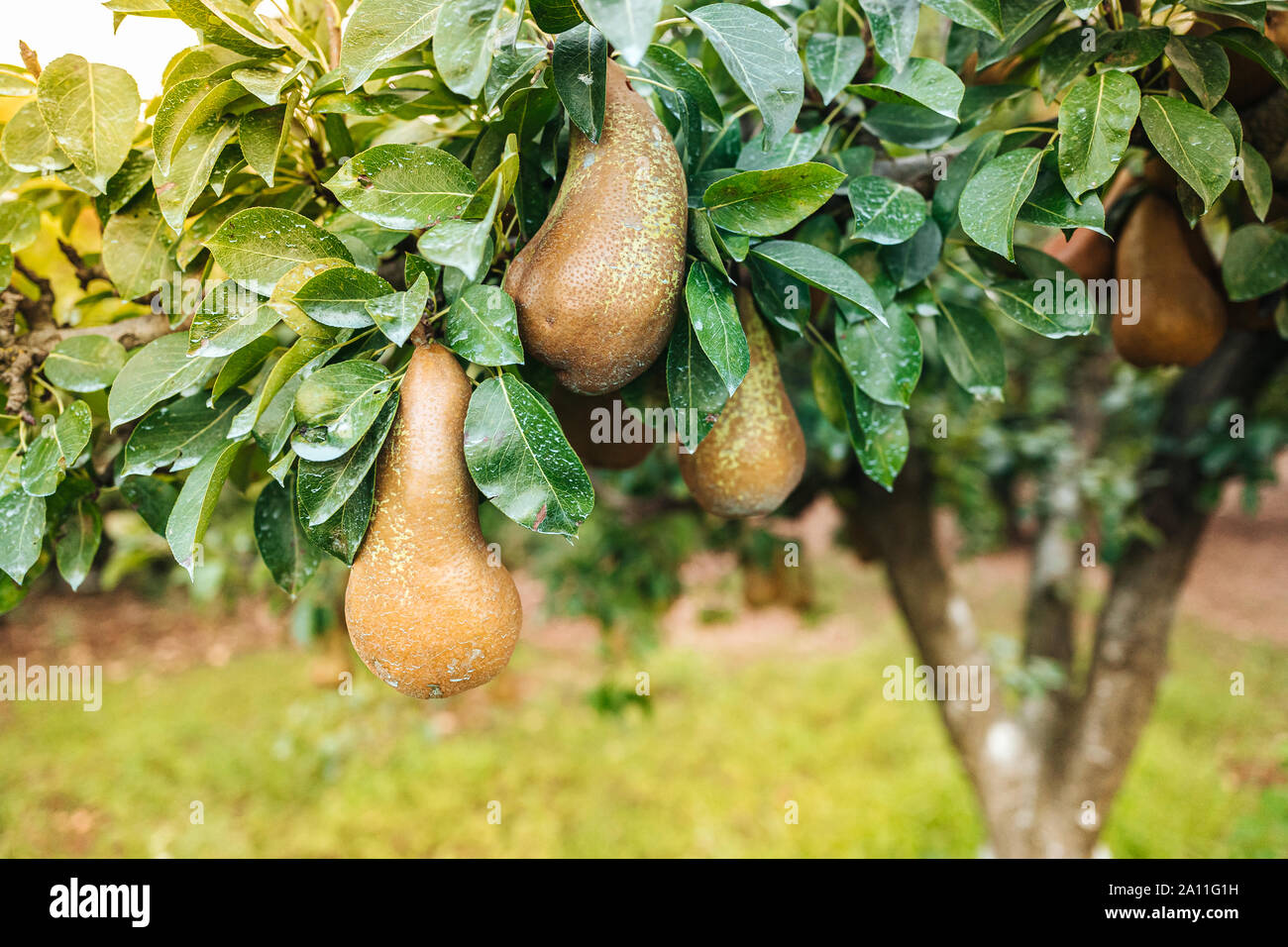 Raw pears hi-res stock photography and images - Alamy
