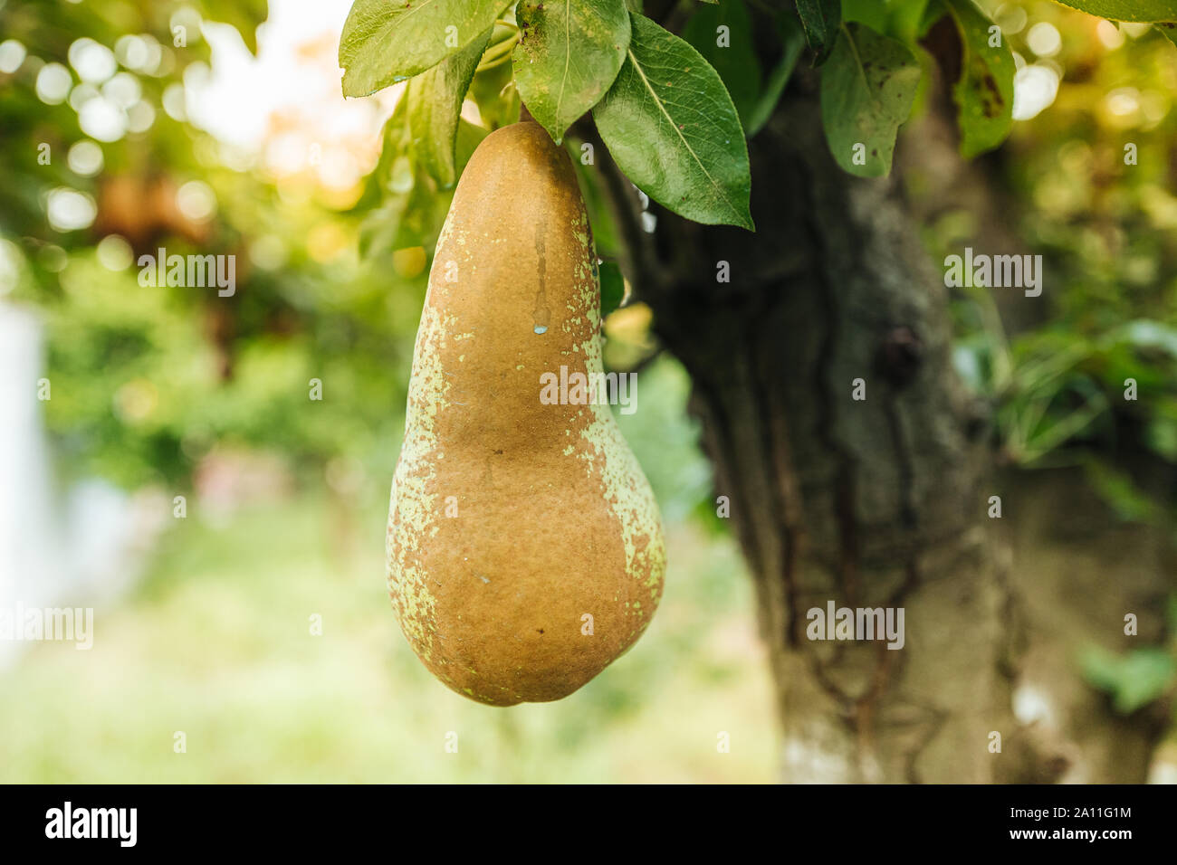 Fresh raw pears hanging on the tree Stock Photo - Alamy