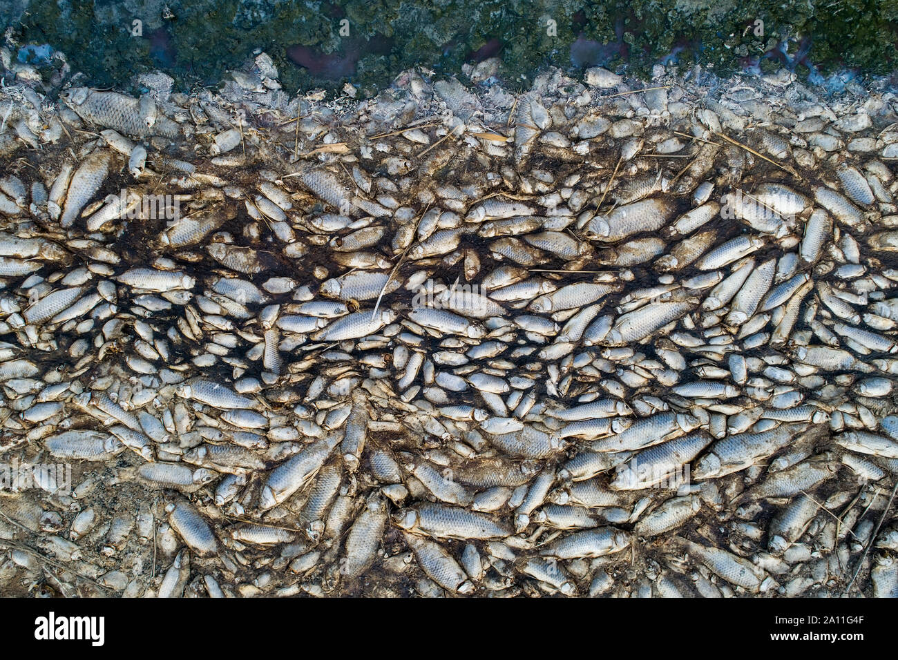 Dead Fish Due To Water Pollution High Resolution Stock Photography and ...