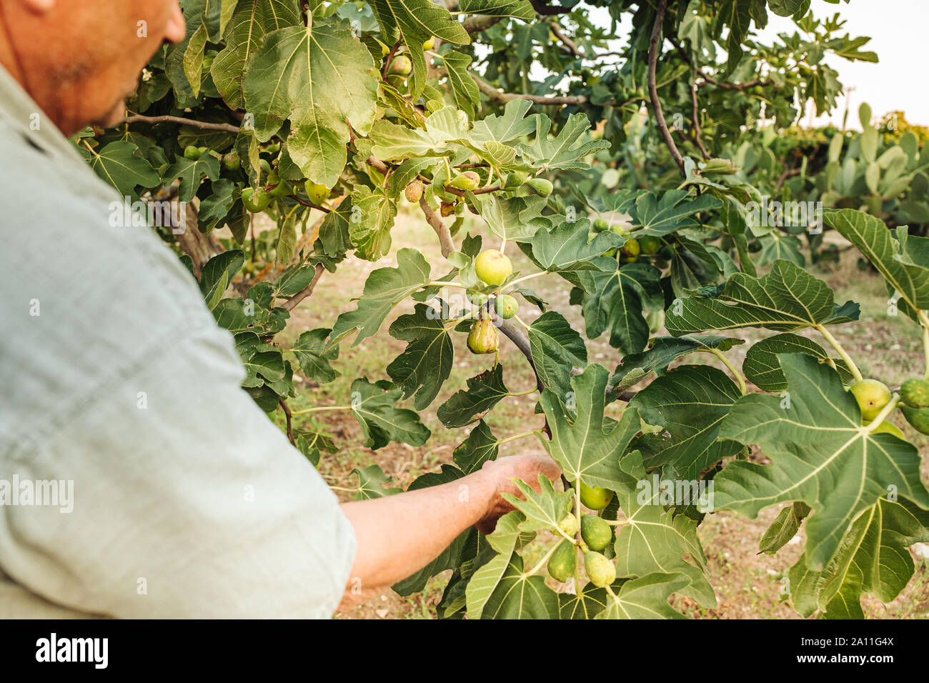 PUGLIA / ITALY - AUGUST 2019: Harvesting frersh juicy figs from the ...