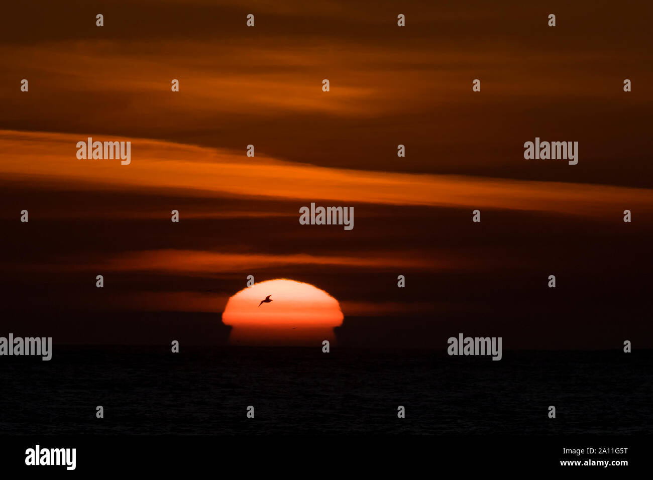 Sunset Gull Flight Stock Photo - Alamy